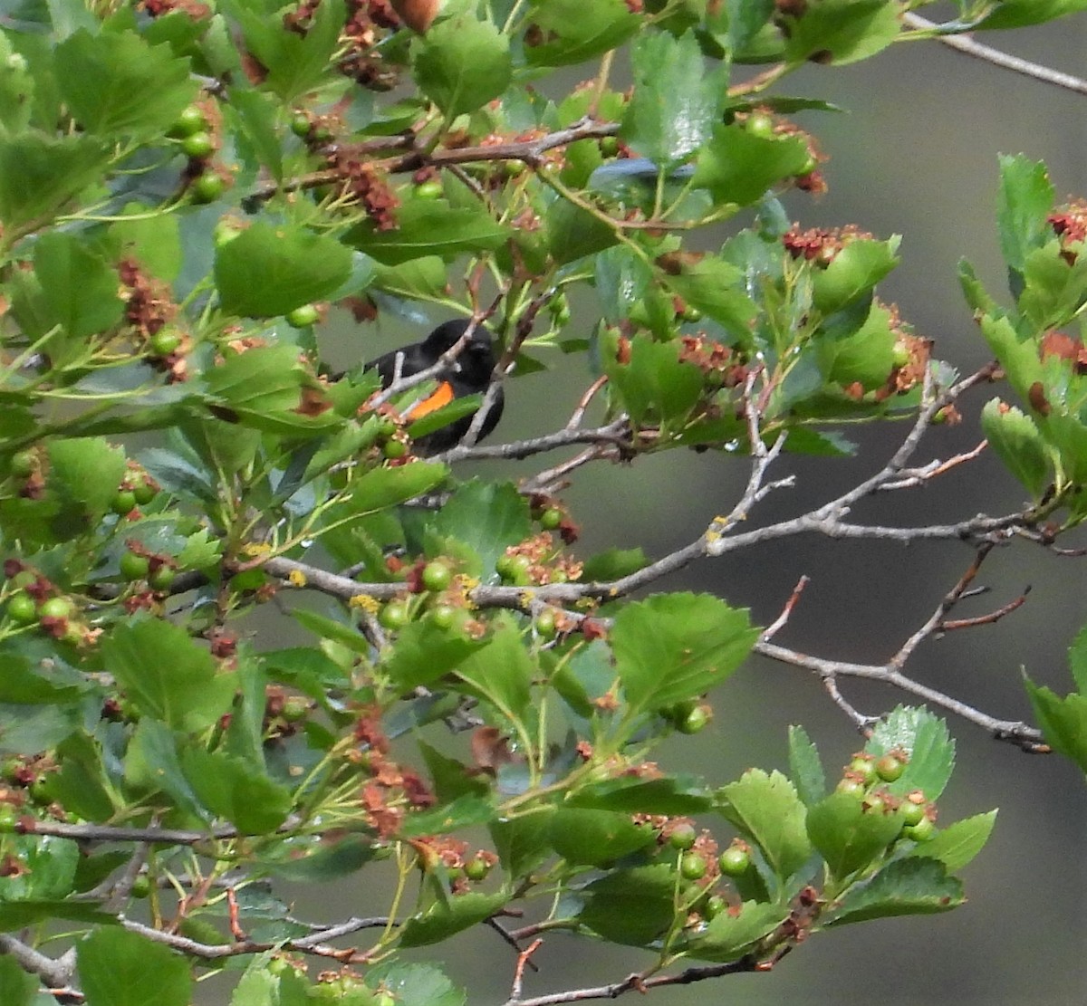 ML577907861 - American Redstart - Macaulay Library