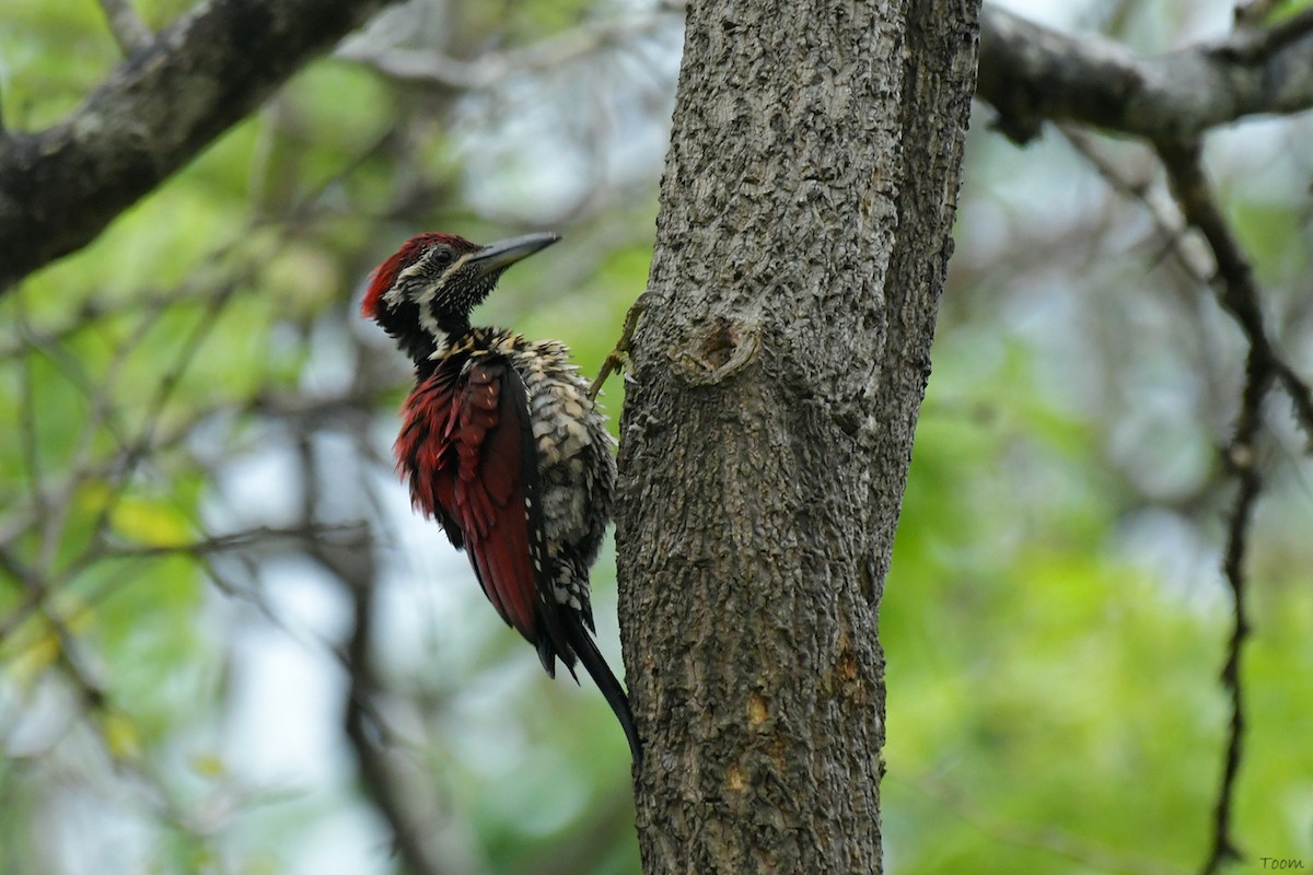 ML578175111 - Red-backed Flameback - Macaulay Library