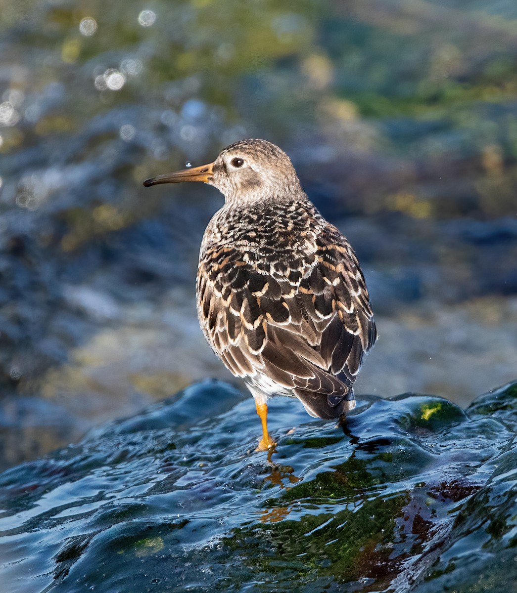 eBird Checklist - 27 May 2023 - Quai, Pointe-au-Père - 2 species