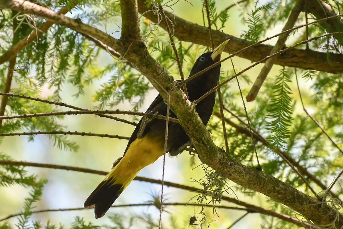 eBird Checklist - 28 May 2023 - Big Cypress National Preserve--Kirby ...