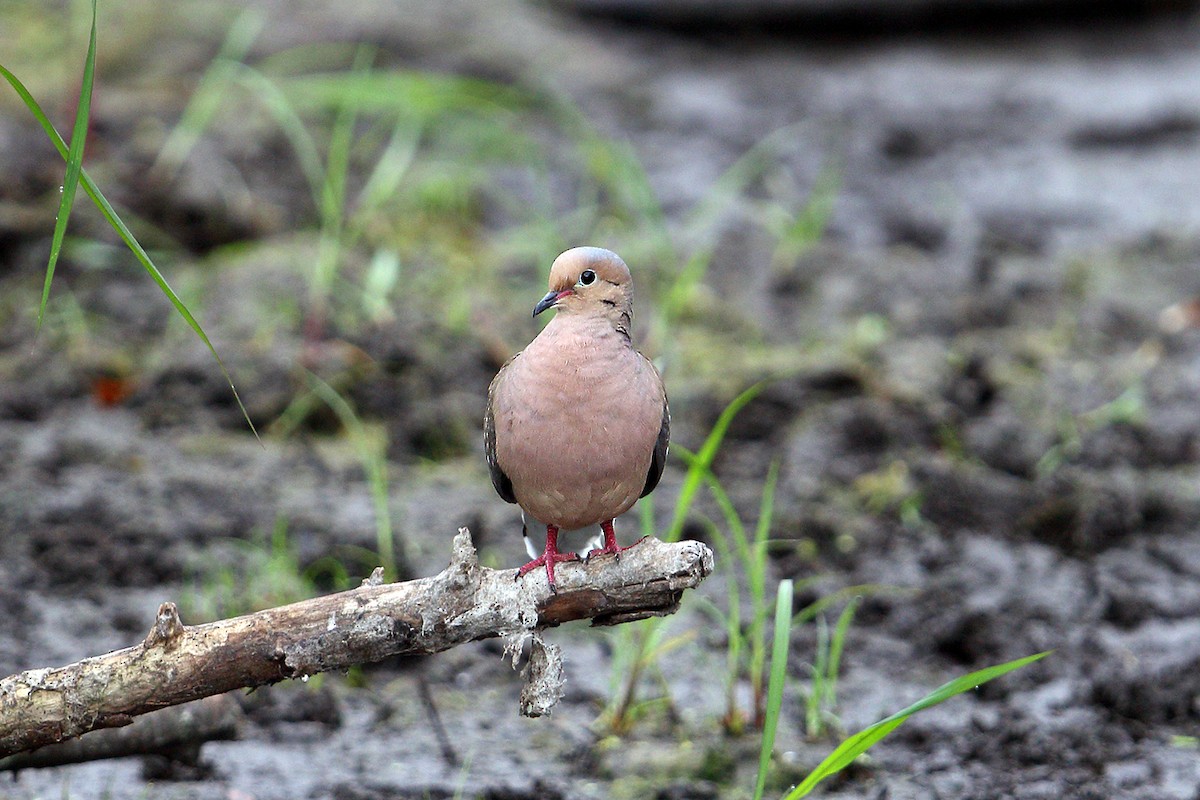 eBird Checklist - 13 May 2017 - Big Talbot Island SP--Spoonbill Pond ...