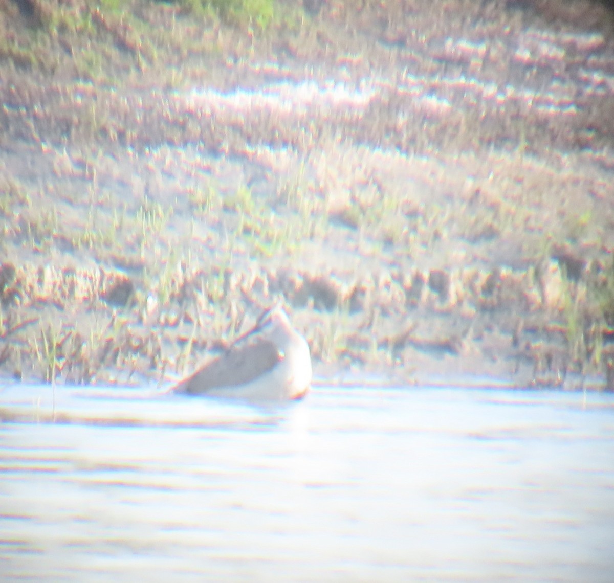 eBird Checklist - 28 May 2023 - Bowdoin NWR - 58 species (+1 other taxa)