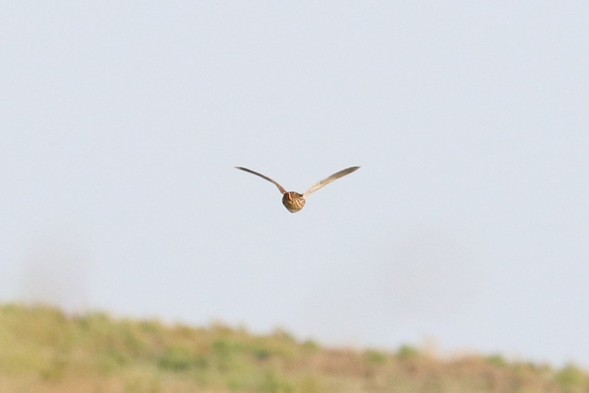 eBird Checklist - 30 Aug 2021 - Чонгарський півострів (Chonhar ...