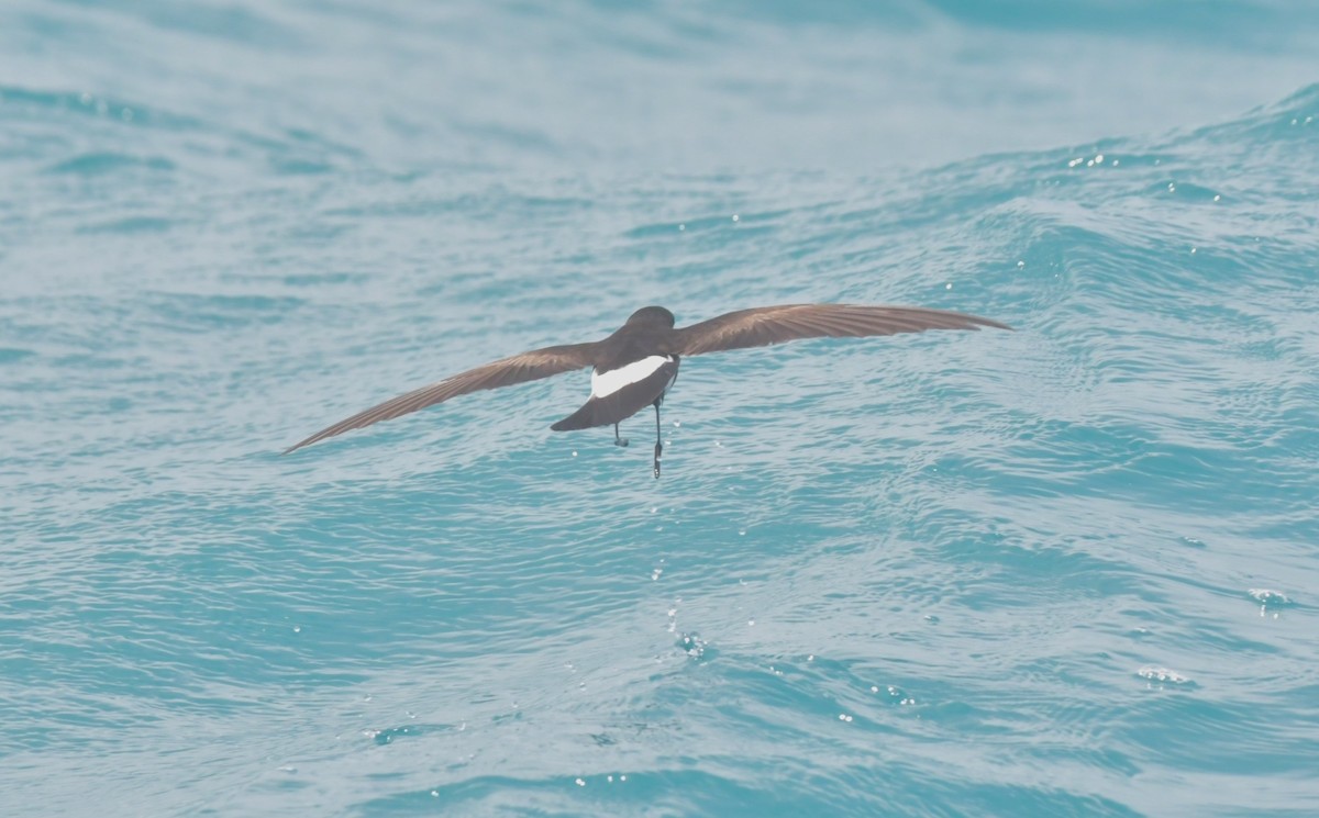 eBird Checklist - 29 May 2023 - Pelagic Addicts 5/29/23 - Leg 8 - 7 species