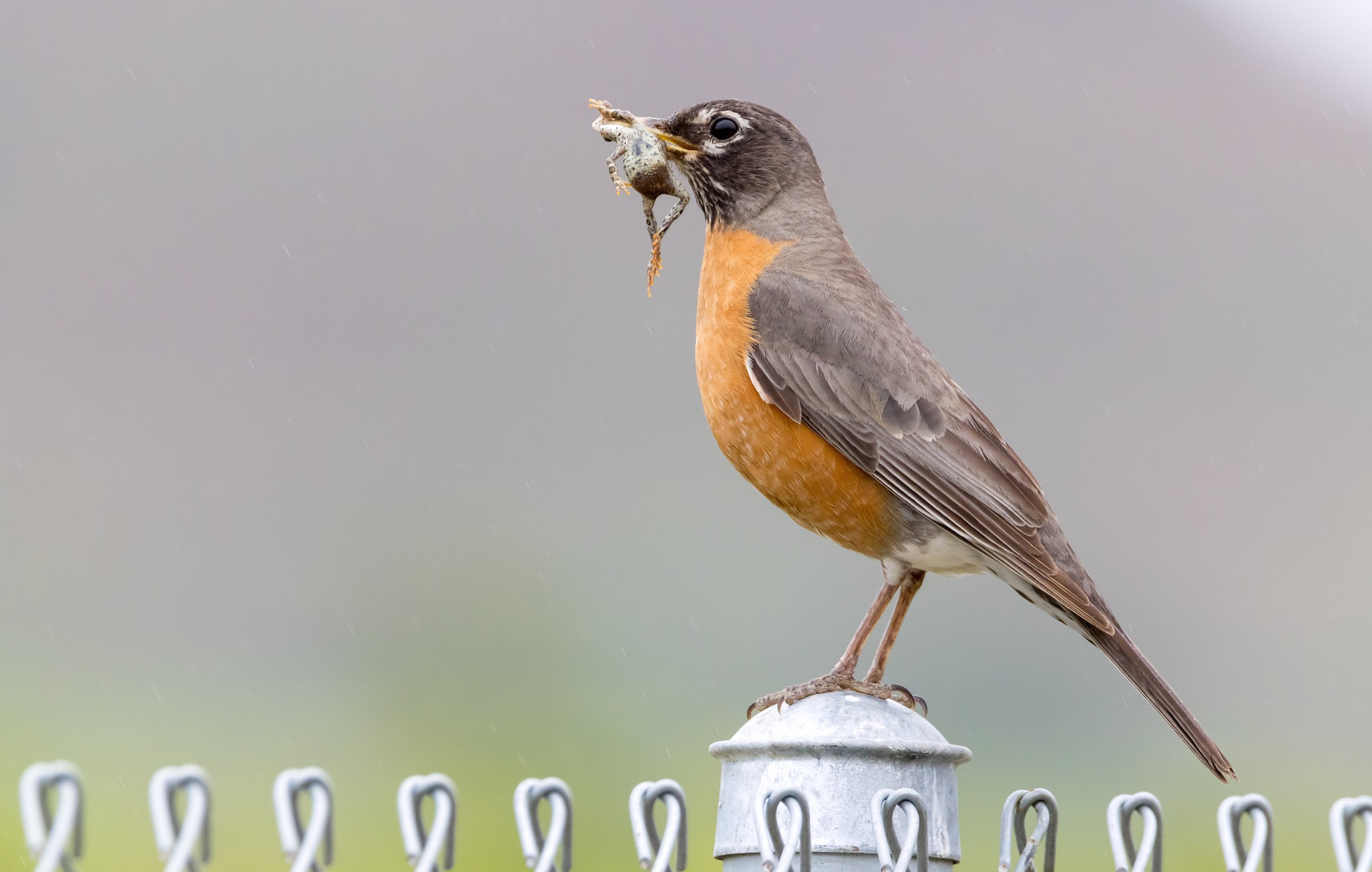 Photo Species of the Week - Page 3 - What Bird Is That Forum