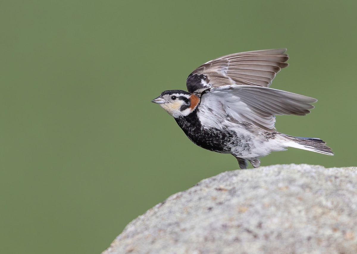 eBird Checklist - 28 May 2023 - 1208–1298 Second St SE, Goodrich US-ND ...