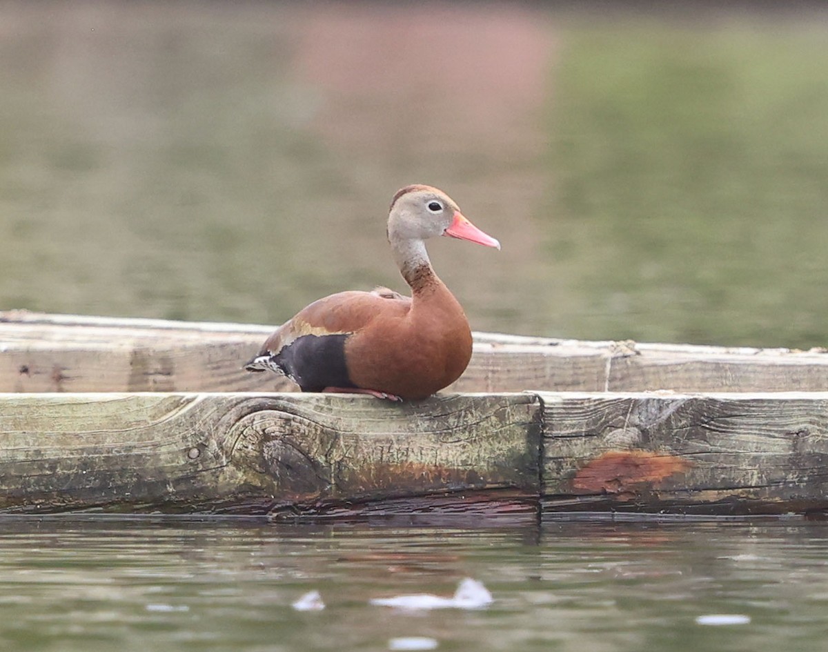 eBird Checklist - 29 May 2023 - Lakeside Park - 4 species