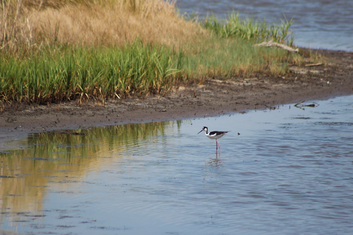 eBird Checklist - 13 May 2017 - Big Talbot Island SP--Spoonbill Pond ...