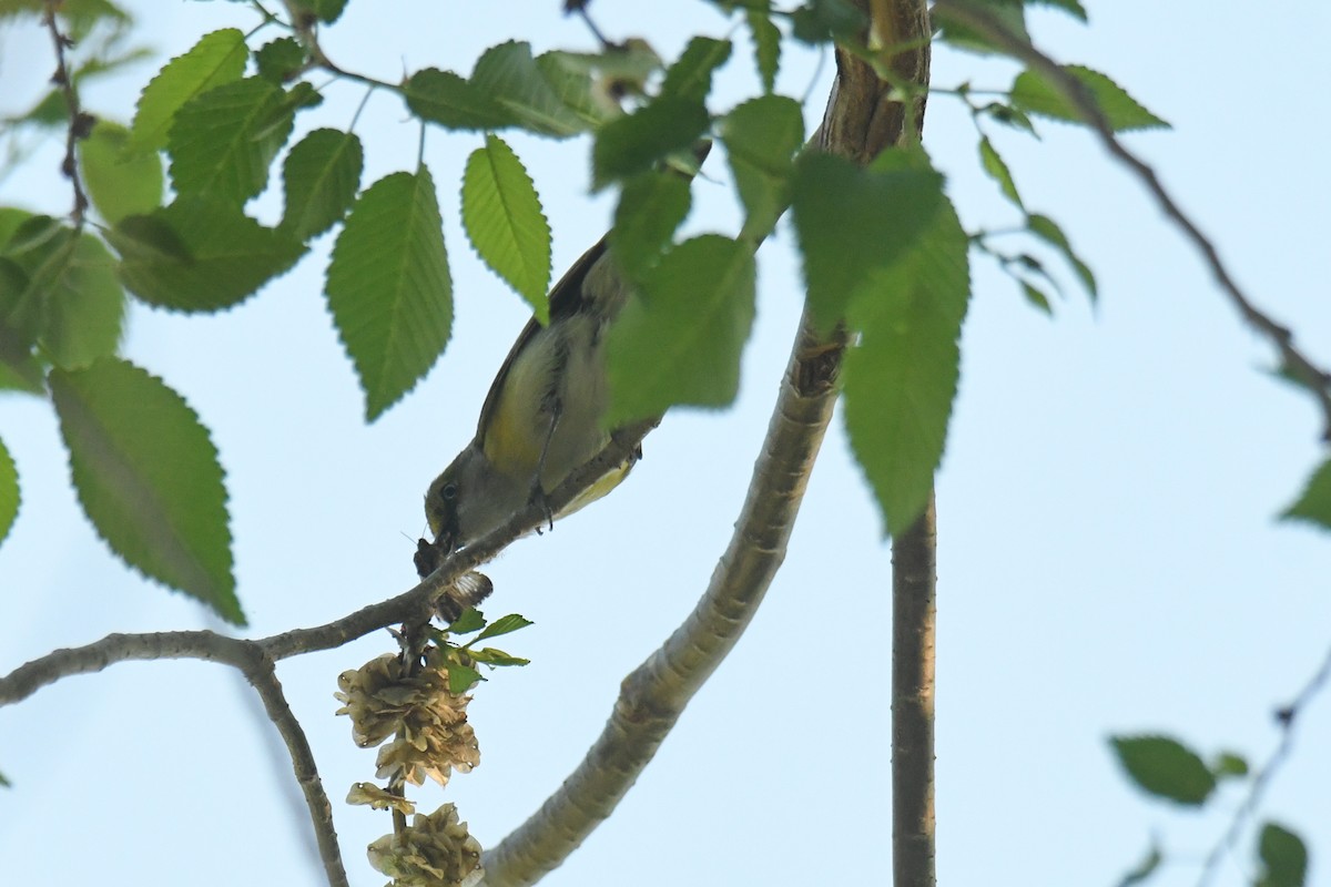 eBird Checklist - 20 May 2023 - Oasis Ranch - 46 species (+2 other taxa)