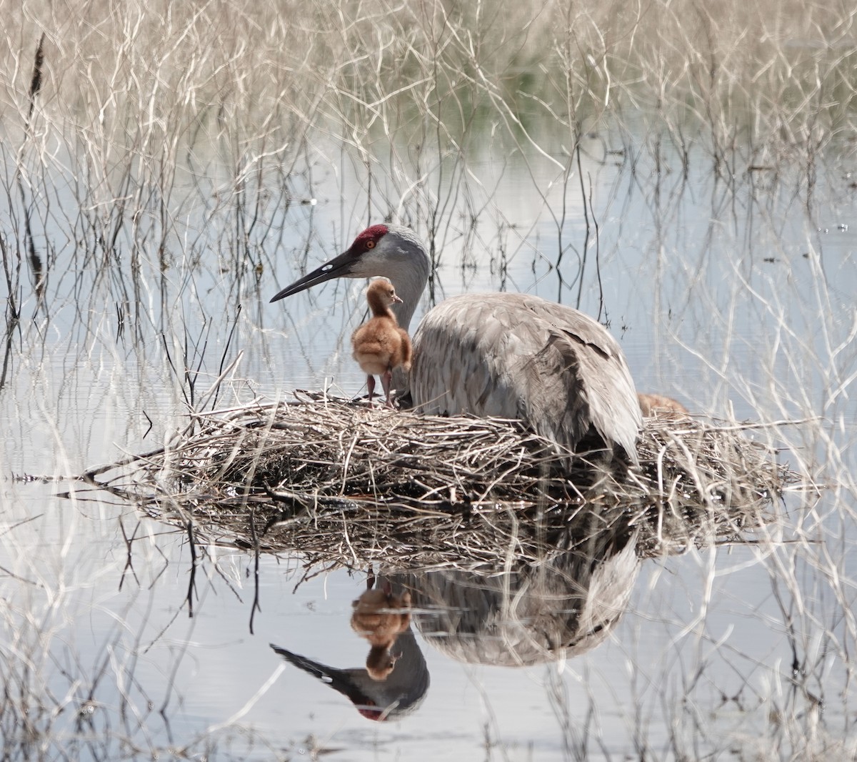 eBird Checklist - 29 May 2023 - Malheur NWR--Central Patrol Rd.--Krumbo ...