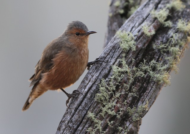 Merlin for Australia - eBird Australia