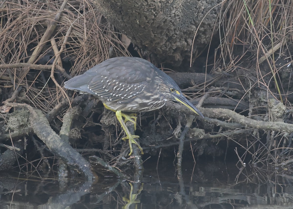 ML579507781 - Striated Heron - Macaulay Library