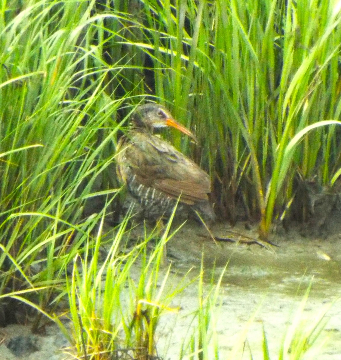 eBird Checklist - 31 May 2023 - Edwin B. Forsythe NWR (formerly Brig ...