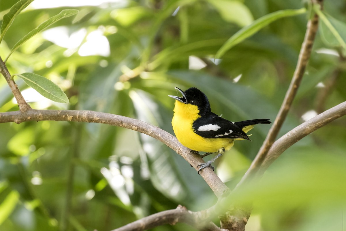 ML579851171 - Common Iora - Macaulay Library