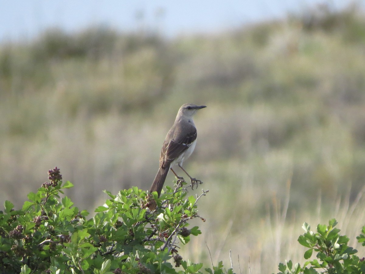 eBird Checklist - 31 May 2023 - Lower Sand Coulee Reservoir - 18 species