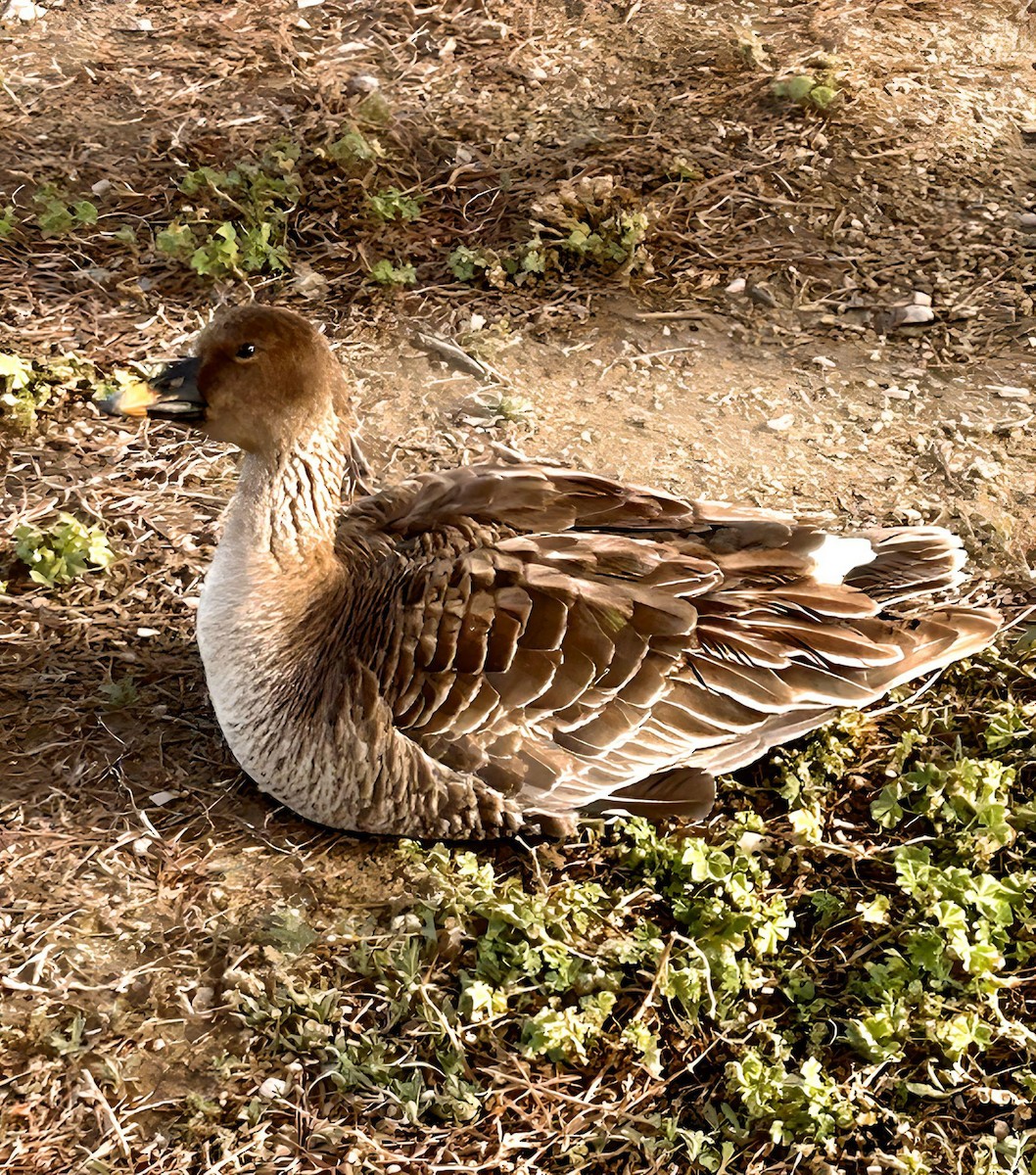eBird Checklist - 30 May 2023 - Apollo Park - 26 species (+2 other taxa)