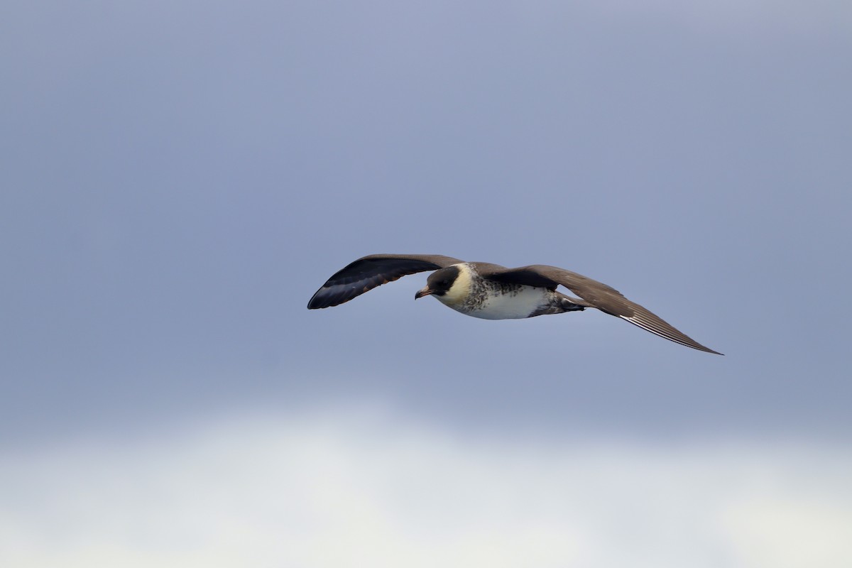 eBird Checklist - 29 May 2023 - Hatteras Pelagic--Gulf Stream - 15 ...