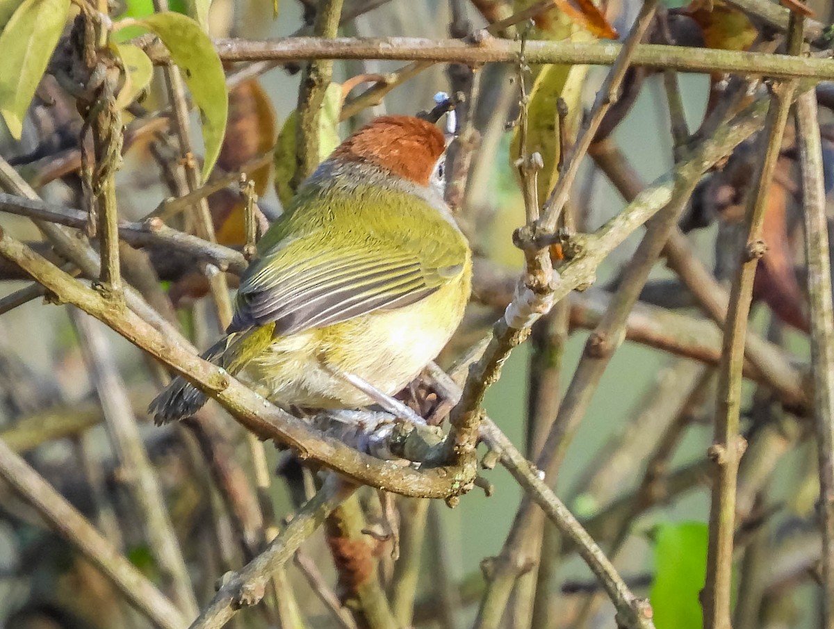 Ml580858591 Gray Eyed Greenlet Macaulay Library 