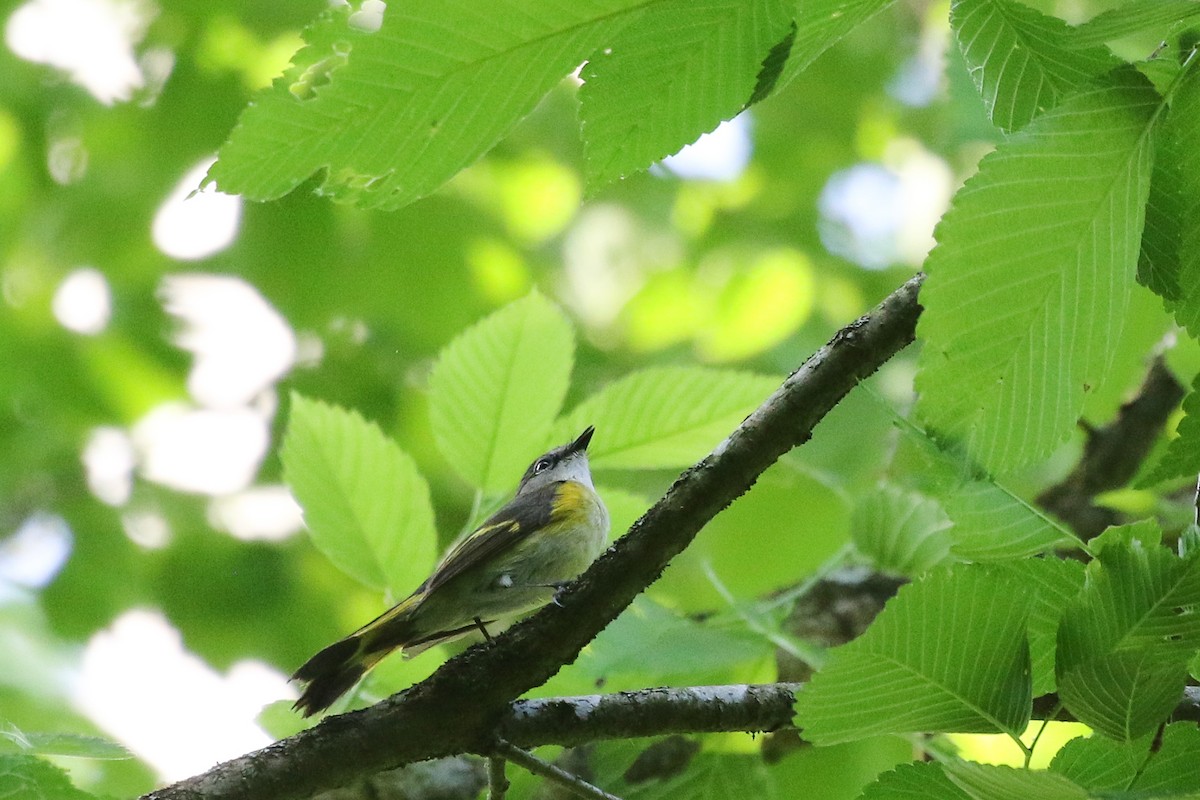 eBird Checklist - 3 Jun 2023 - Wooster Memorial Park - 49 species (+1 ...