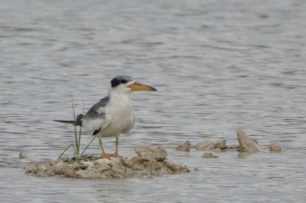 eBird Checklist - 4 Jun 2023 - Pope Paul II Blvd. - 9 species