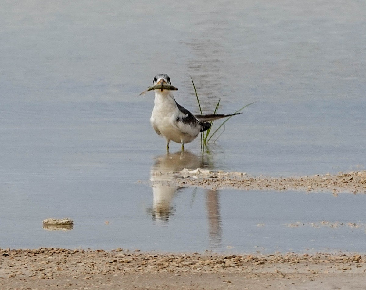 ML581172171 - Large-billed Tern - Macaulay Library