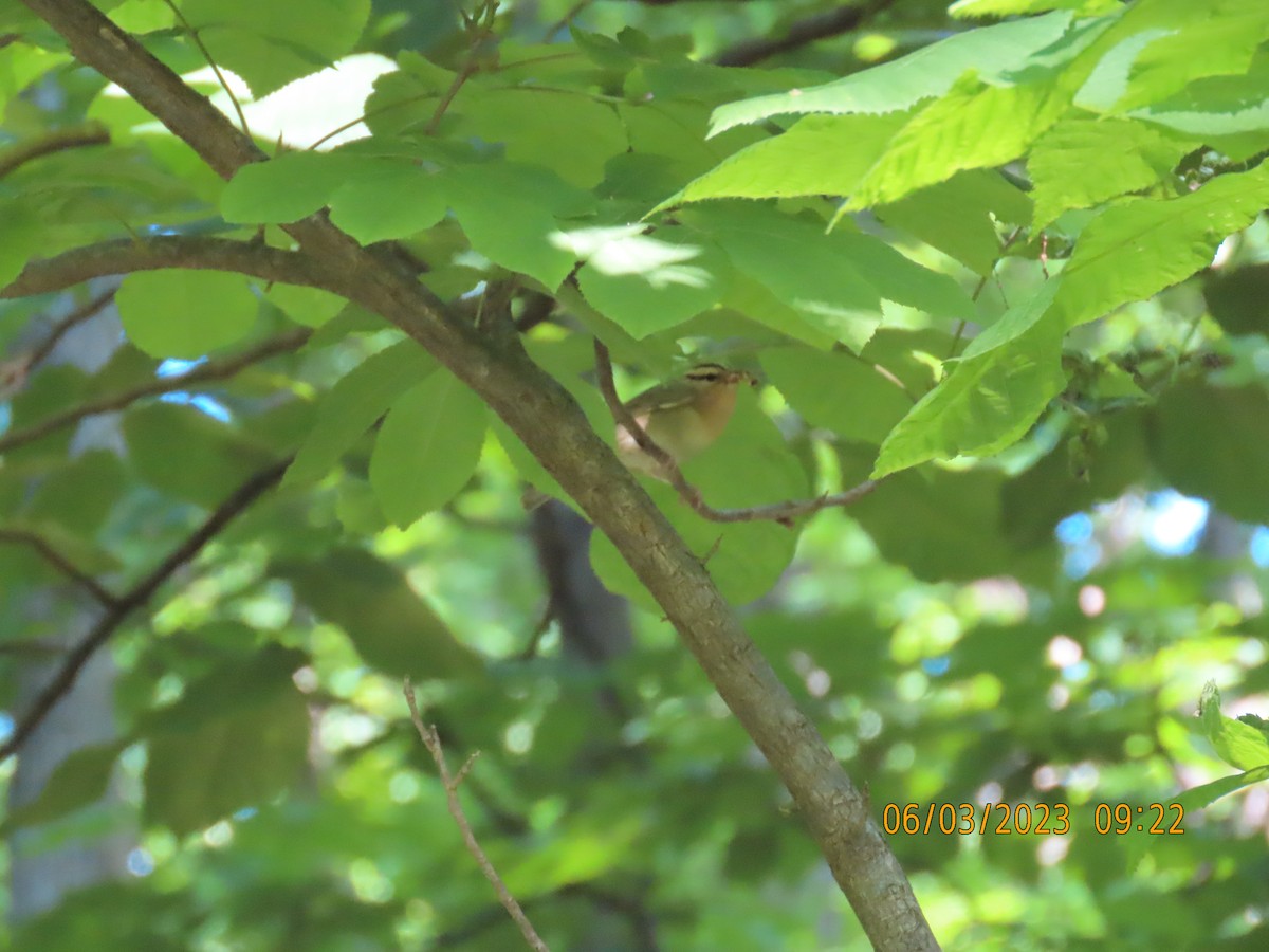 eBird Checklist - 3 Jun 2023 - G.R. Thompson WMA--Trillium Trail - 29 ...