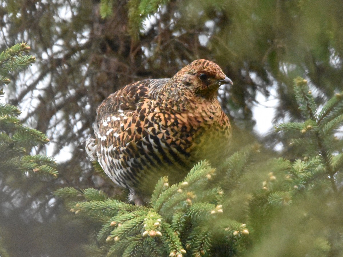 eBird Checklist - 3 Jun 2023 - Moose Bog, Wenlock WMA - 48 species