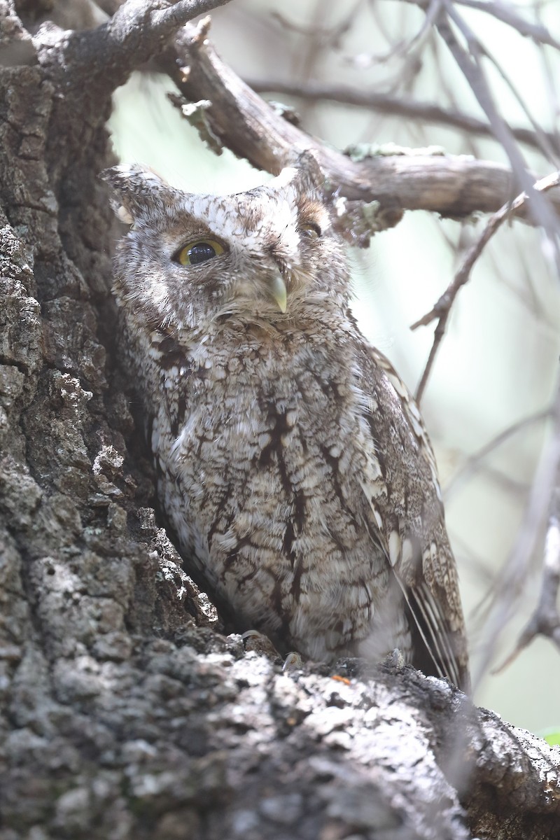 eBird Checklist - 4 Jun 2023 - Cave Creek Canyon--South Fork - 7 species