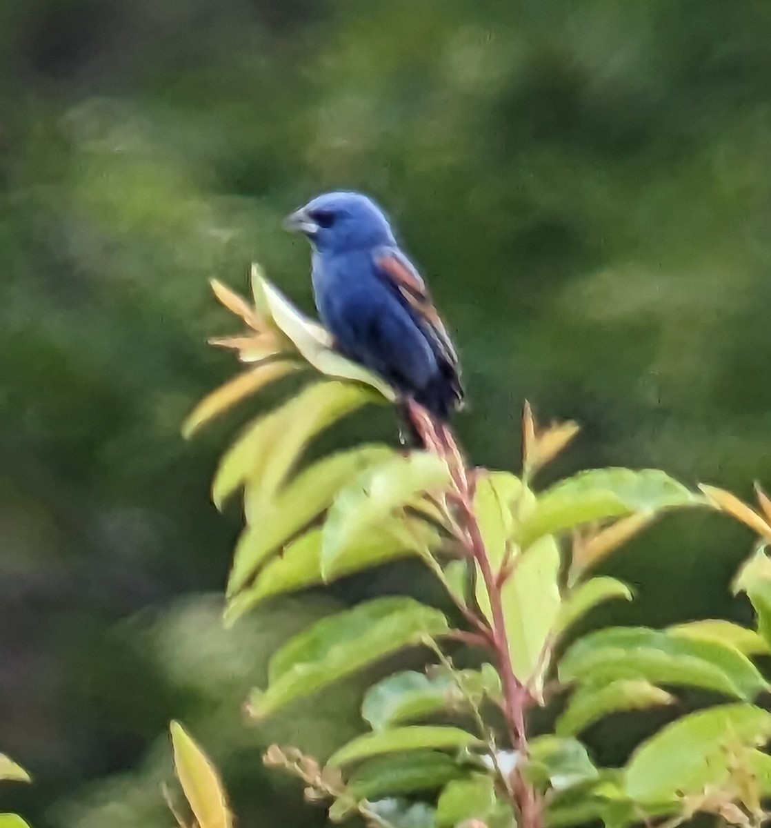 New York Breeding Bird Atlas Checklist - 4 Jun 2023 - Calverton VOR ...