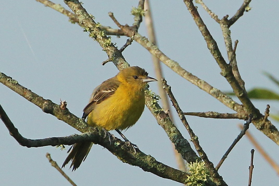 eBird Checklist - 5 Jun 2023 - Brainerd Levee - 25 species