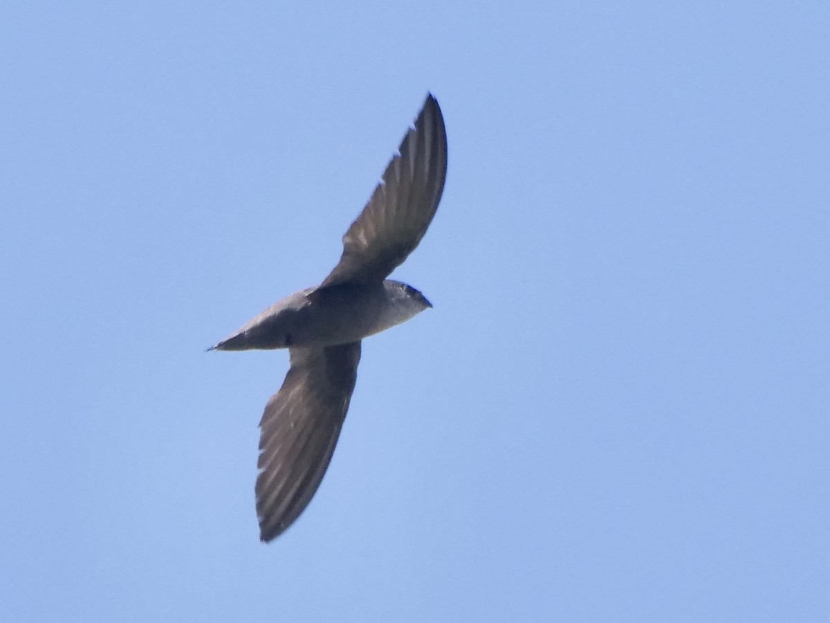 eBird Checklist - 5 Jun 2023 - Commons Ford Ranch Metro Park - 37 species