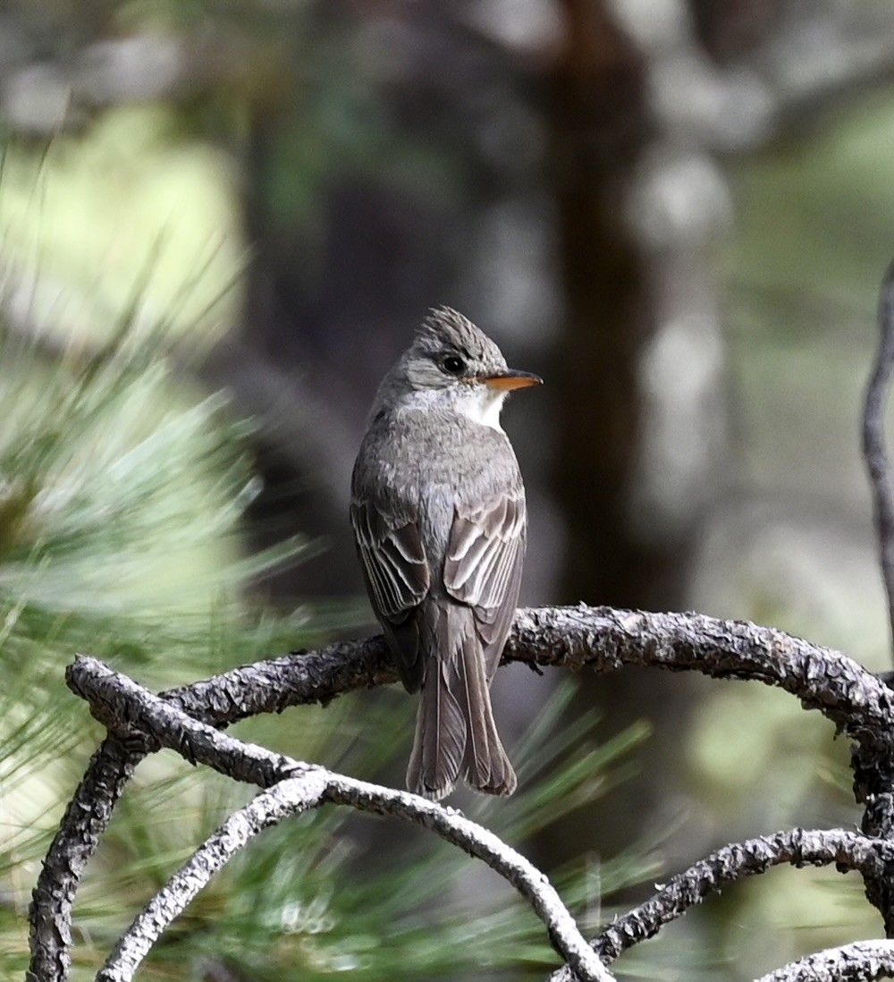 eBird Checklist - 6 Jun 2023 - Mt. Lemmon--Rose Canyon and Lake - 26 ...