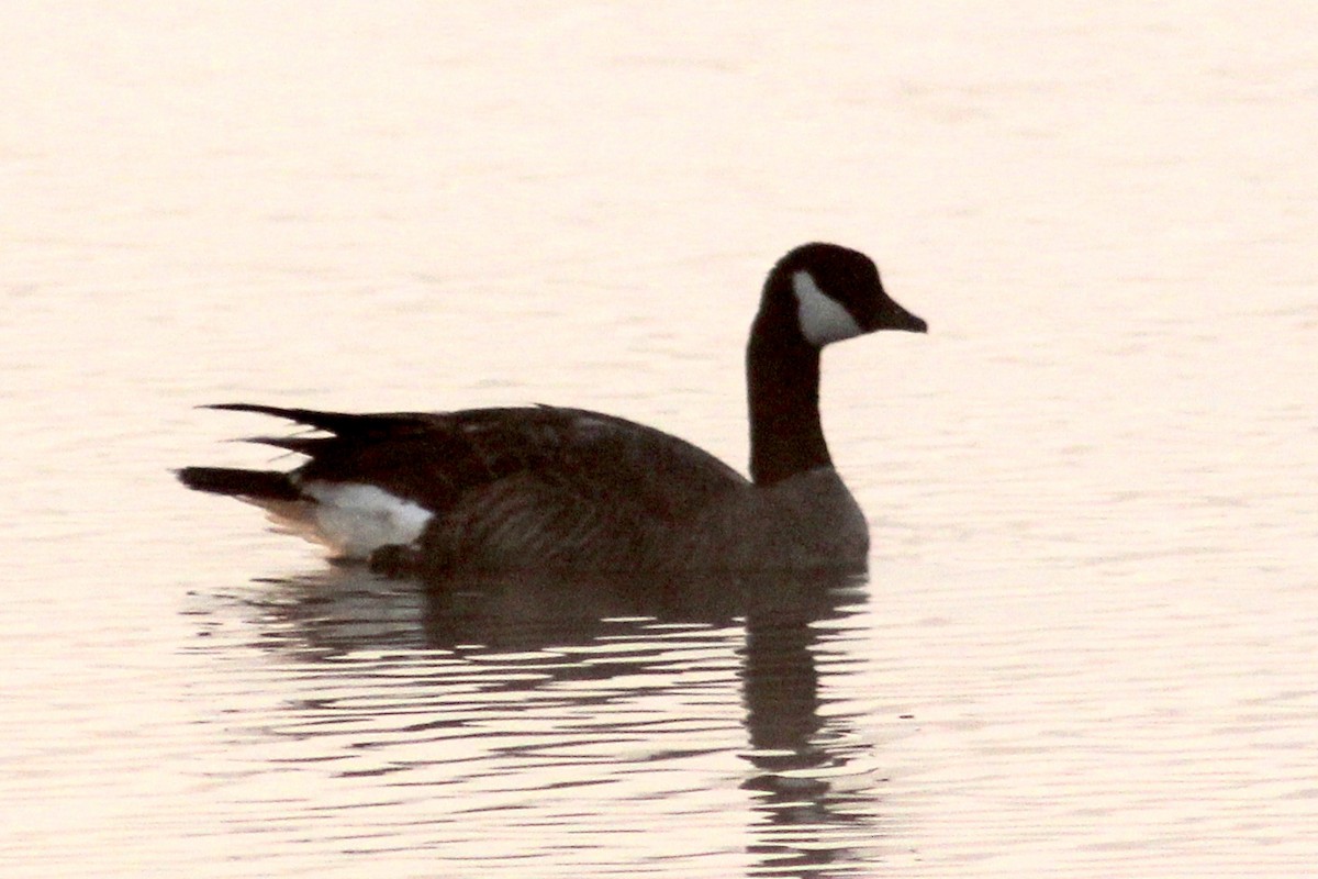 eBird Checklist - 6 Jun 2023 - Belcher Branch Lake CA - 26 species