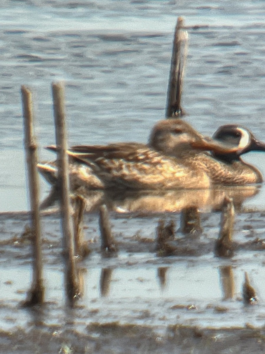 eBird Checklist - 6 Jun 2023 - T.M. Goodwin WMA--Broadmoor Unit - 66 ...