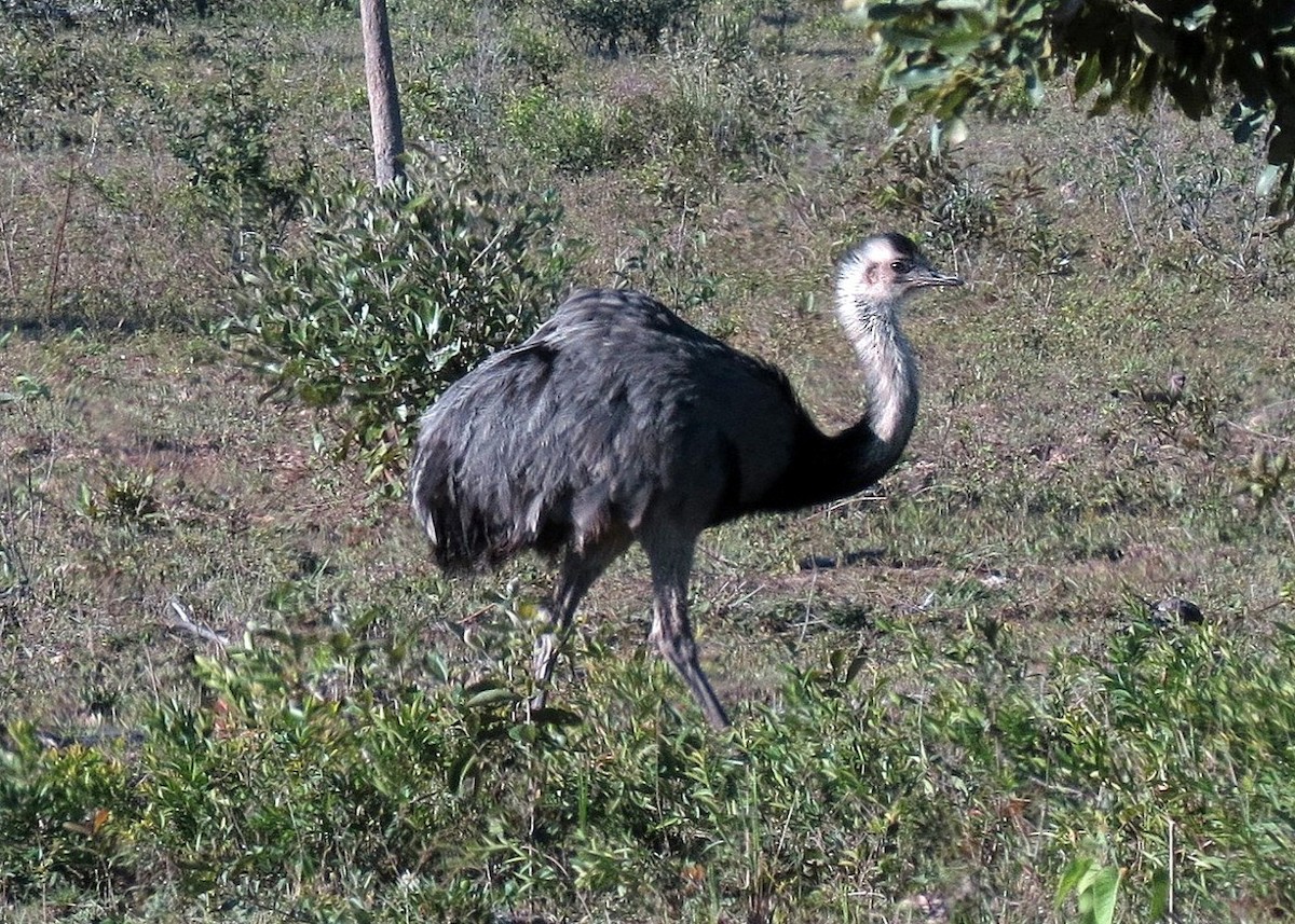 ML582250701 - Greater Rhea - Macaulay Library