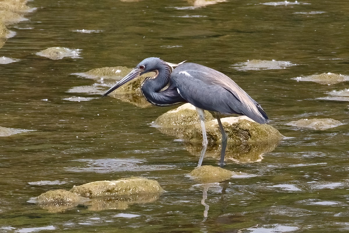 ML582334261 - Tricolored Heron - Macaulay Library