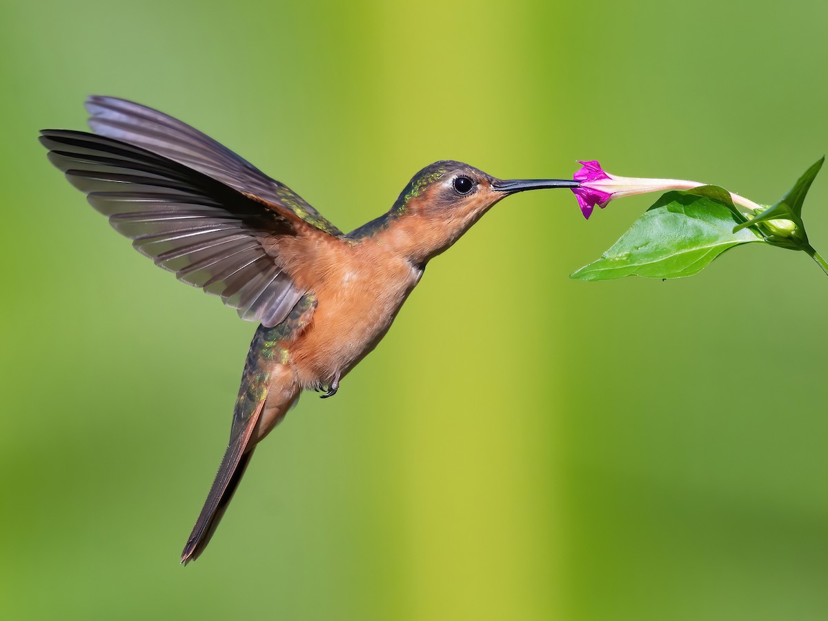 Rufous Sabrewing - Pampa rufa - Birds of the World
