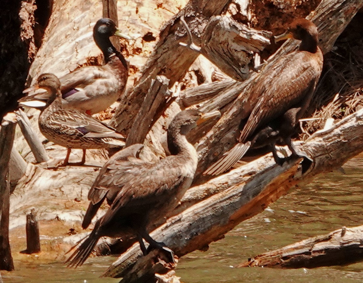 eBird Checklist - 7 Jun 2023 - Point of Pines Lake - 23 species