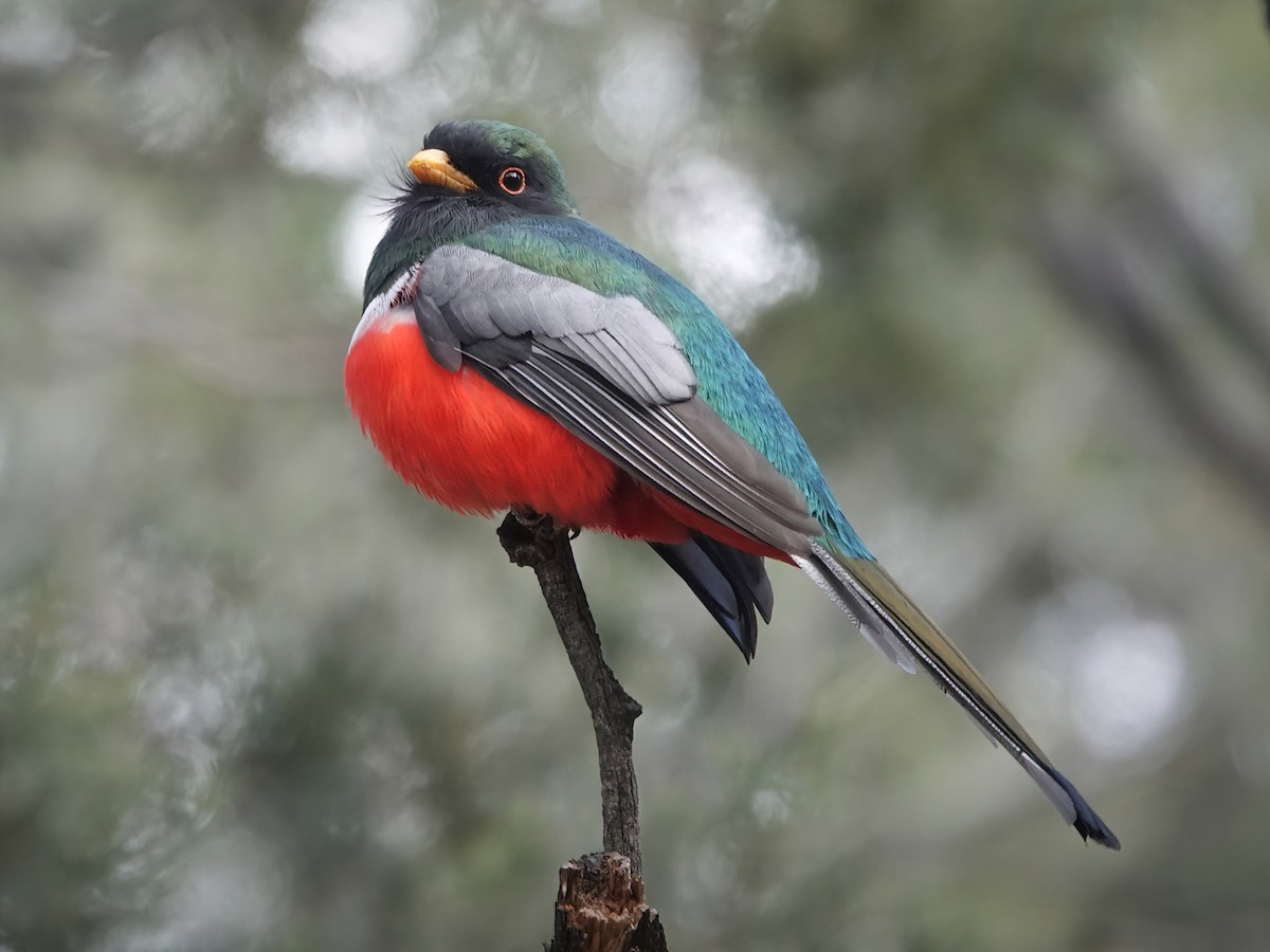 Coppery-tailed Trogon - Trogon ambiguus - Birds of the World