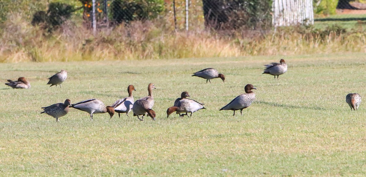 eBird Checklist - 9 Jun 2023 - Henry Ziegenfusz Park - 49 species (+1 ...