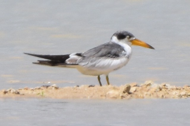 ML582838741 - Large-billed Tern - Macaulay Library