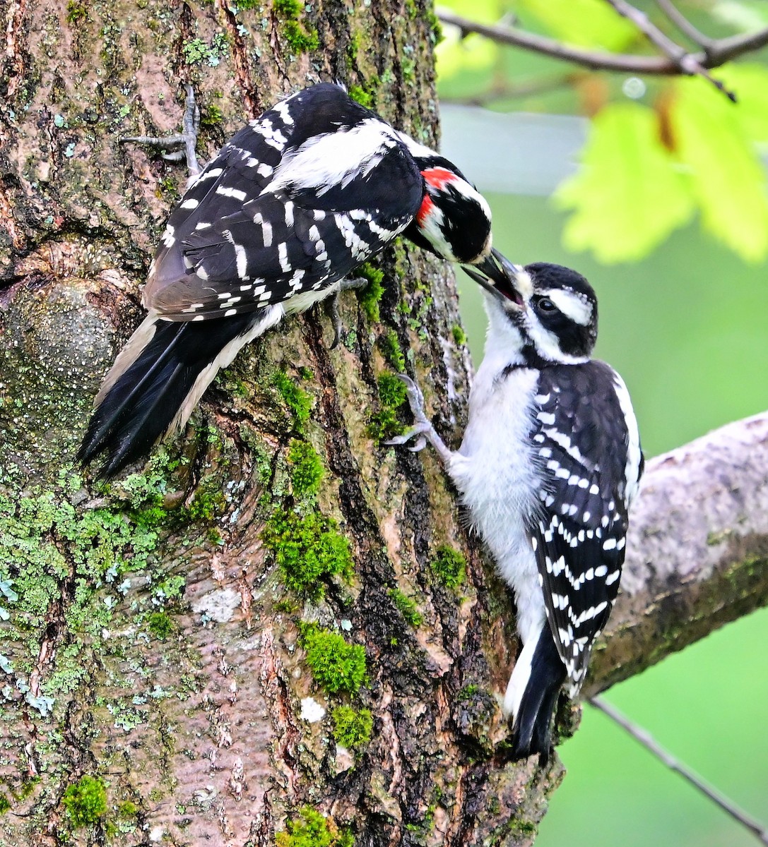 eBird Checklist - 9 Jun 2023 - Parc du Domaine-Lauzon - 21 species