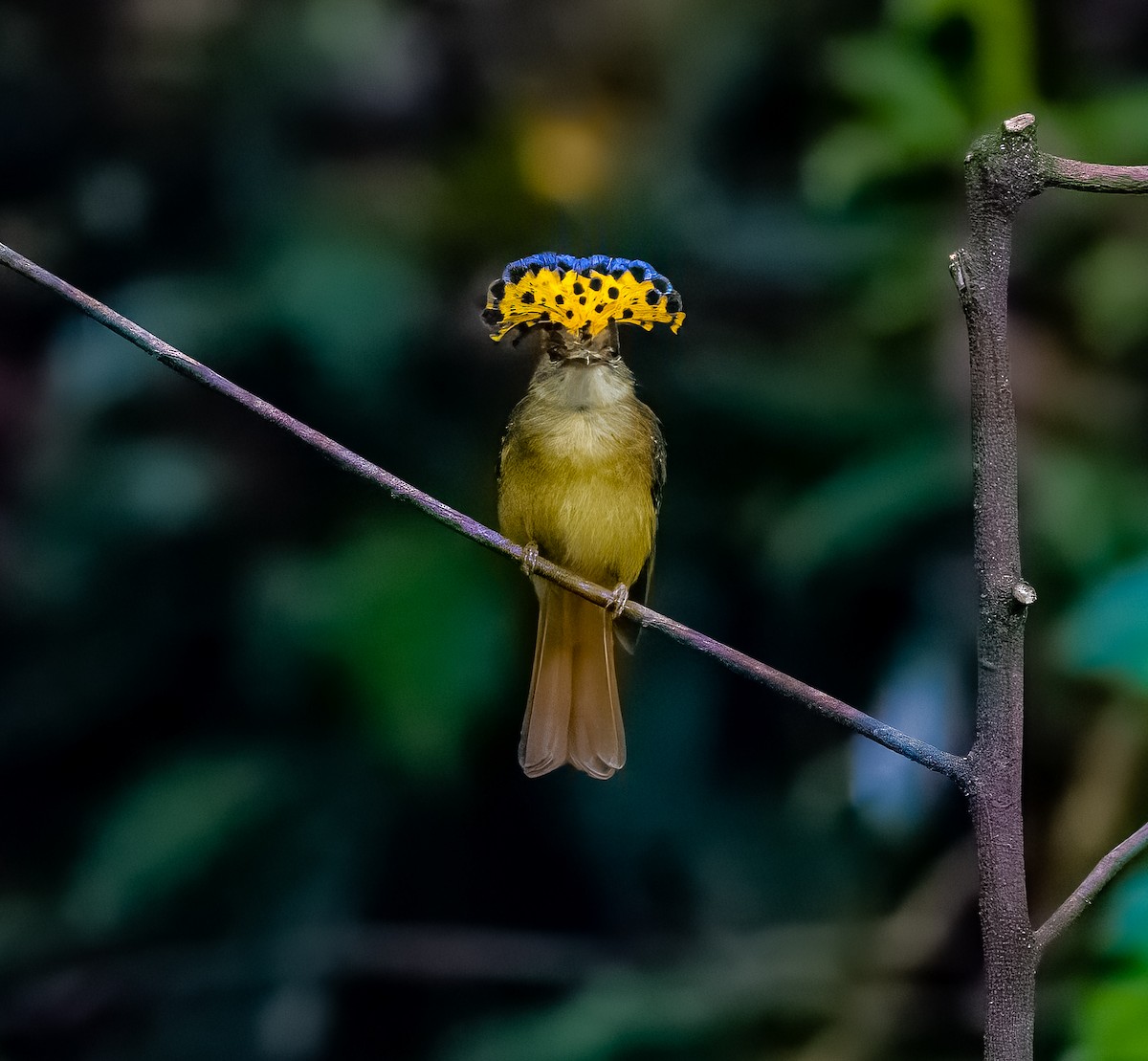ML582983301 - Tropical Royal Flycatcher - Macaulay Library