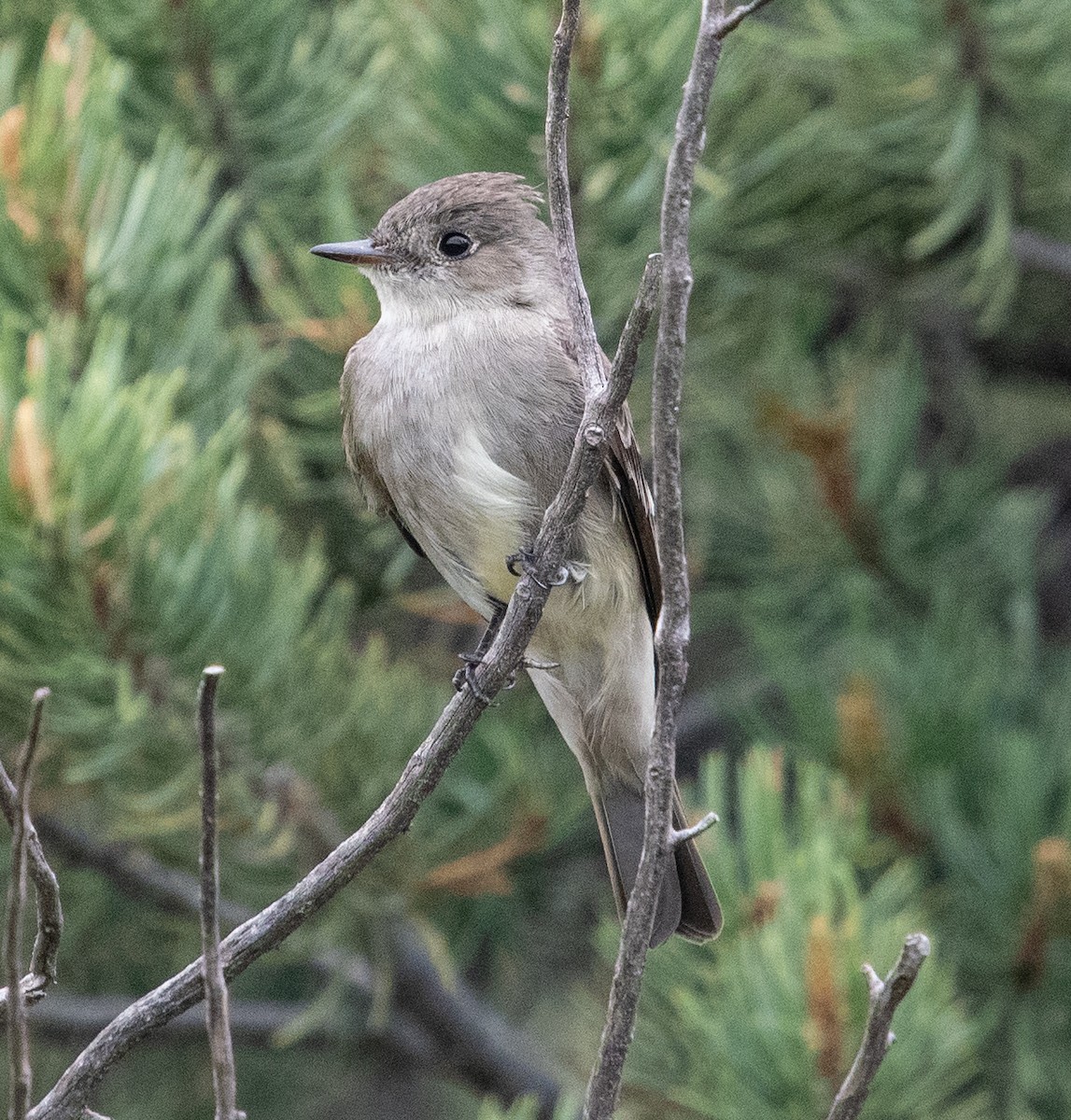 eBird Checklist - 9 Jun 2023 - 2001 Barrett Rd, Colorado Springs US-CO ...