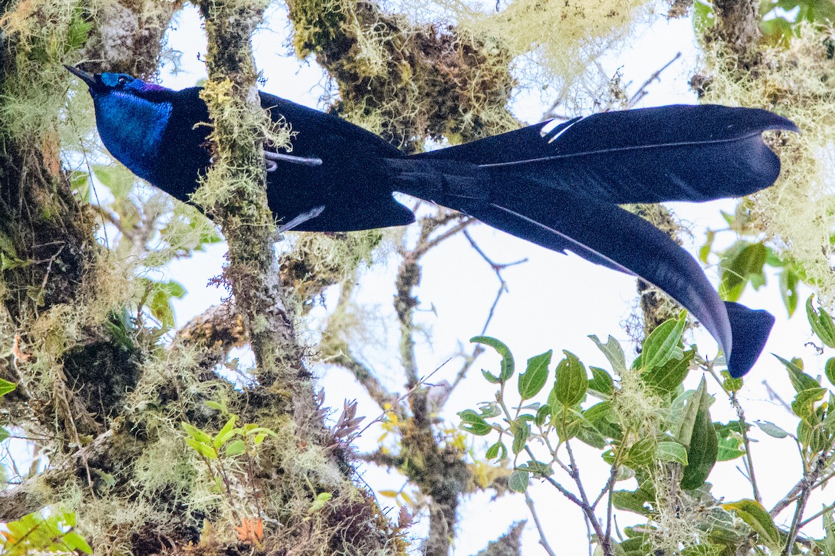 ML583140531 - Stephanie's Astrapia - Macaulay Library