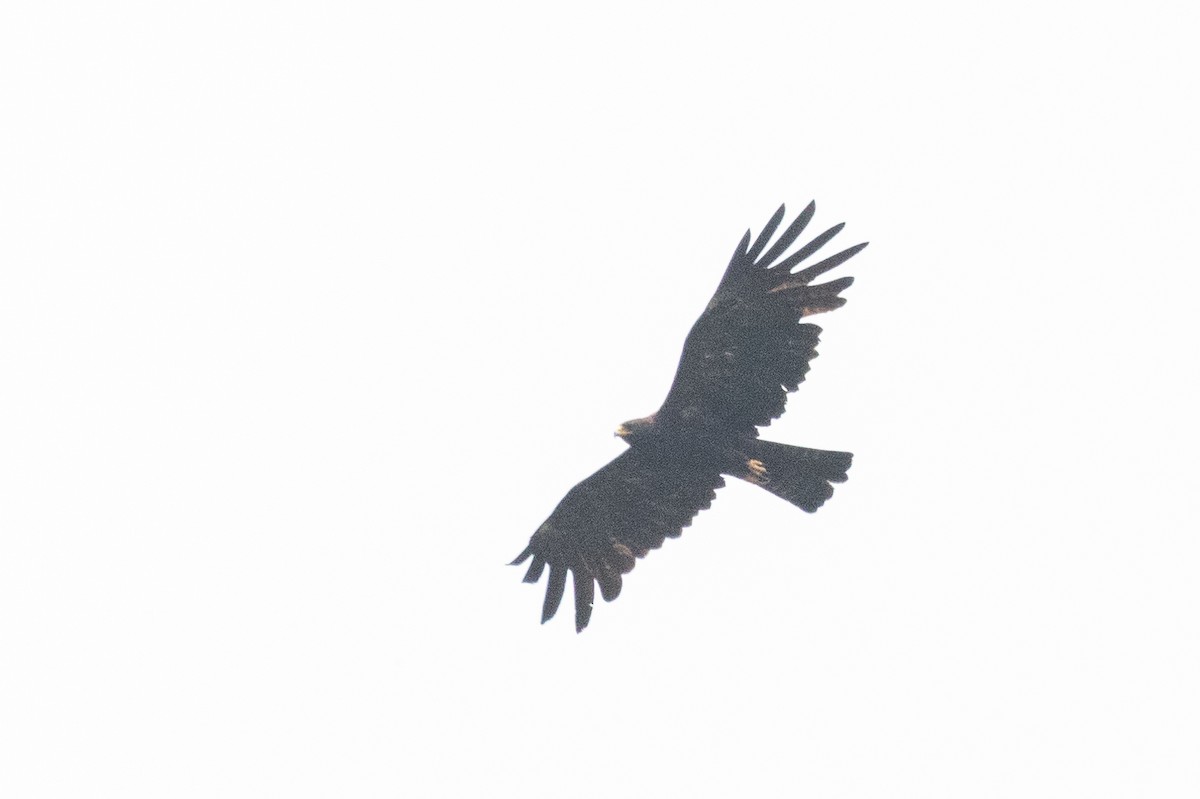 eBird Checklist - 17 Apr 2023 - Dak Dam (general area) - 108 species ...