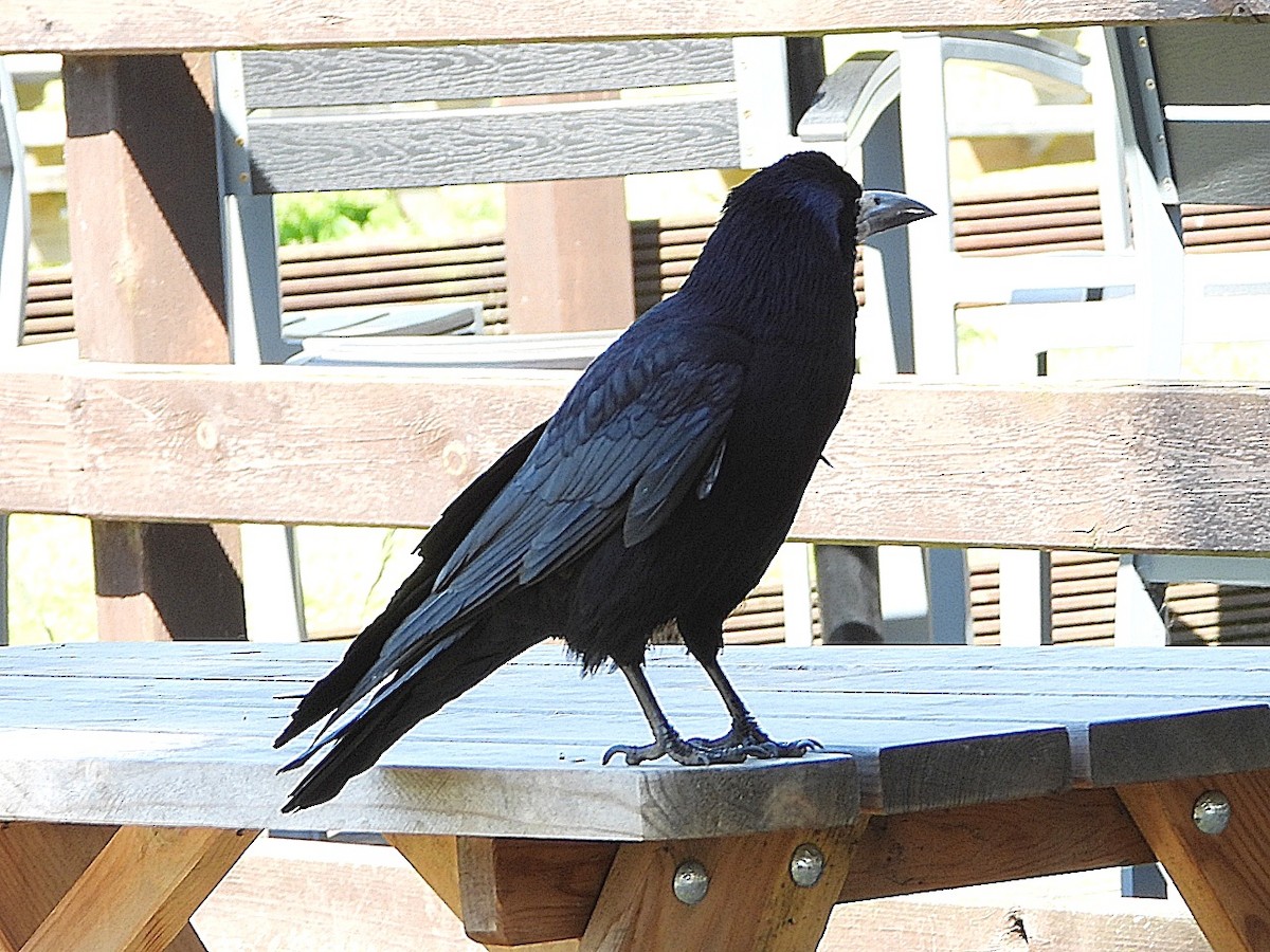 eBird Checklist - 3 Jun 2023 - Blyth Services, A1M, Nottinghamshire, UK ...