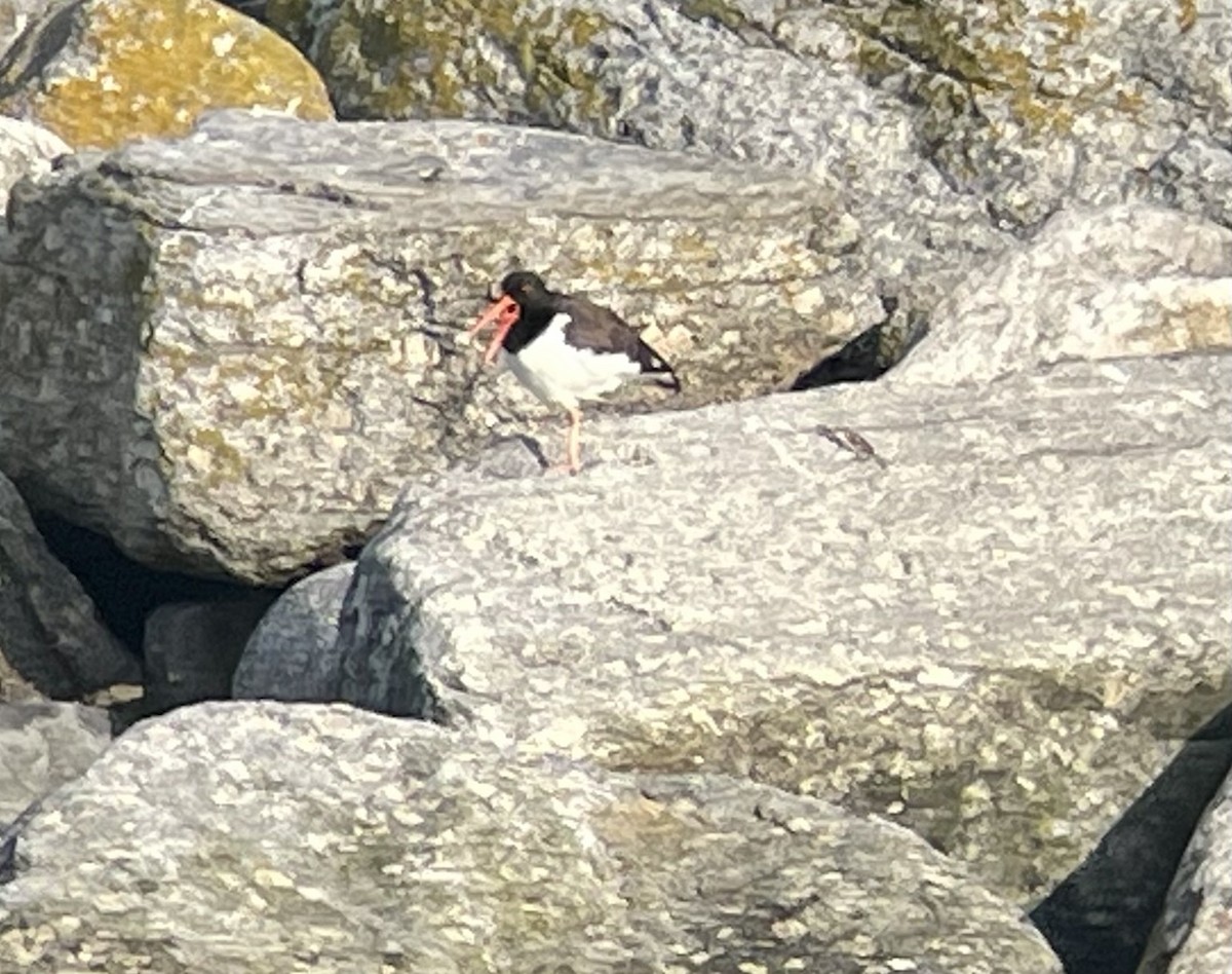 eBird Checklist - 10 Jun 2023 - Eastern Egg Rock (island vicinity ONLY ...