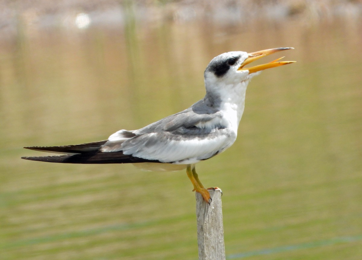 ML583317801 - Large-billed Tern - Macaulay Library