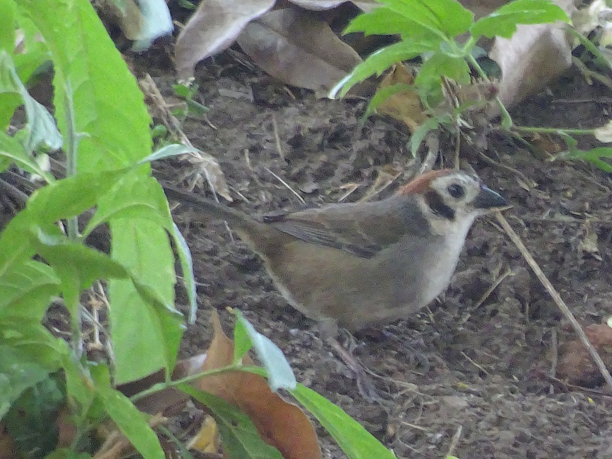 ML583421371 - White-faced Ground-Sparrow - Macaulay Library